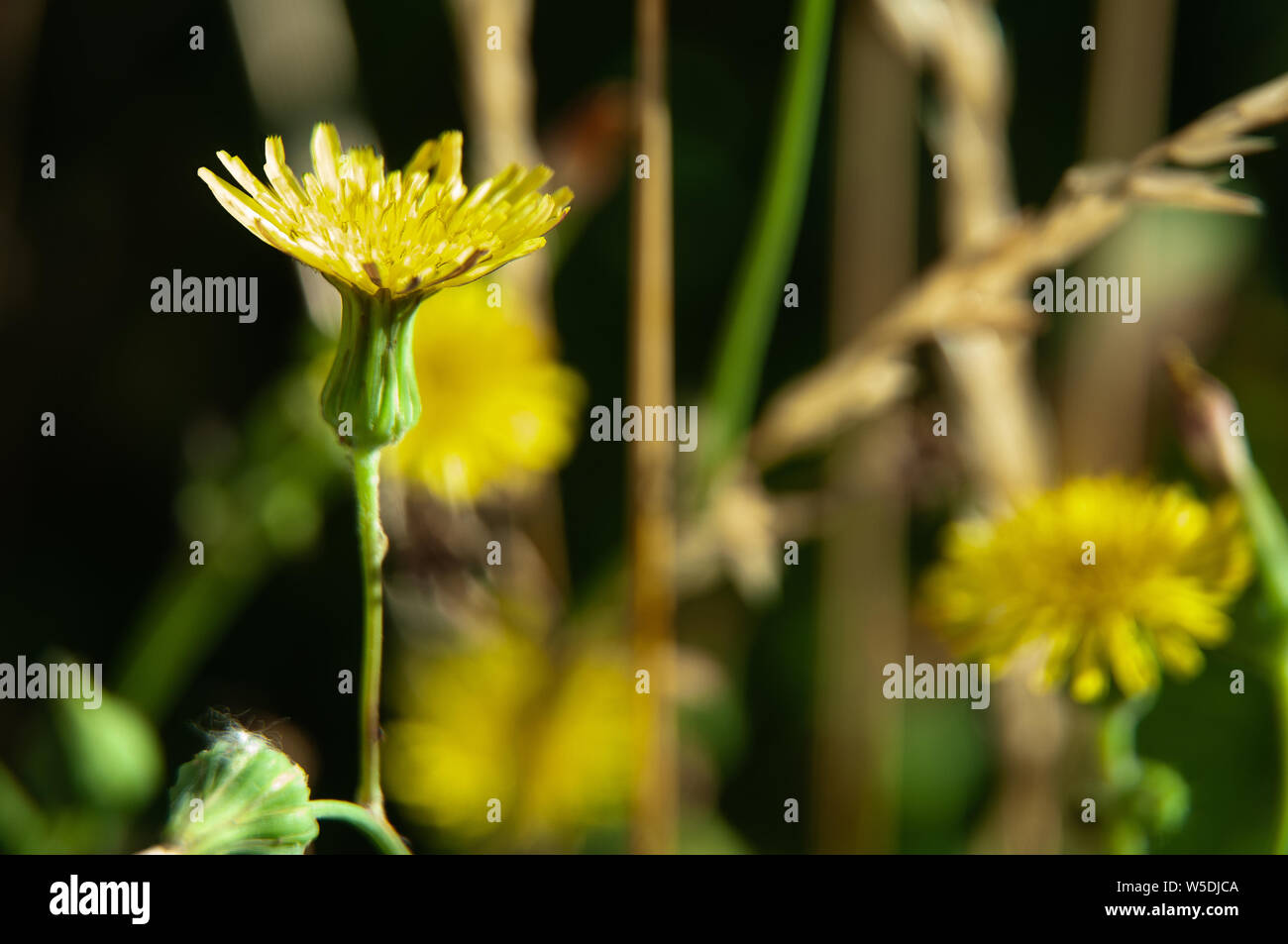 Hawk weed hi-res stock photography and images - Alamy