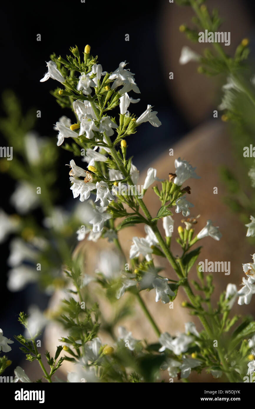 Salvia officinalis alba hi-res stock photography and images - Alamy