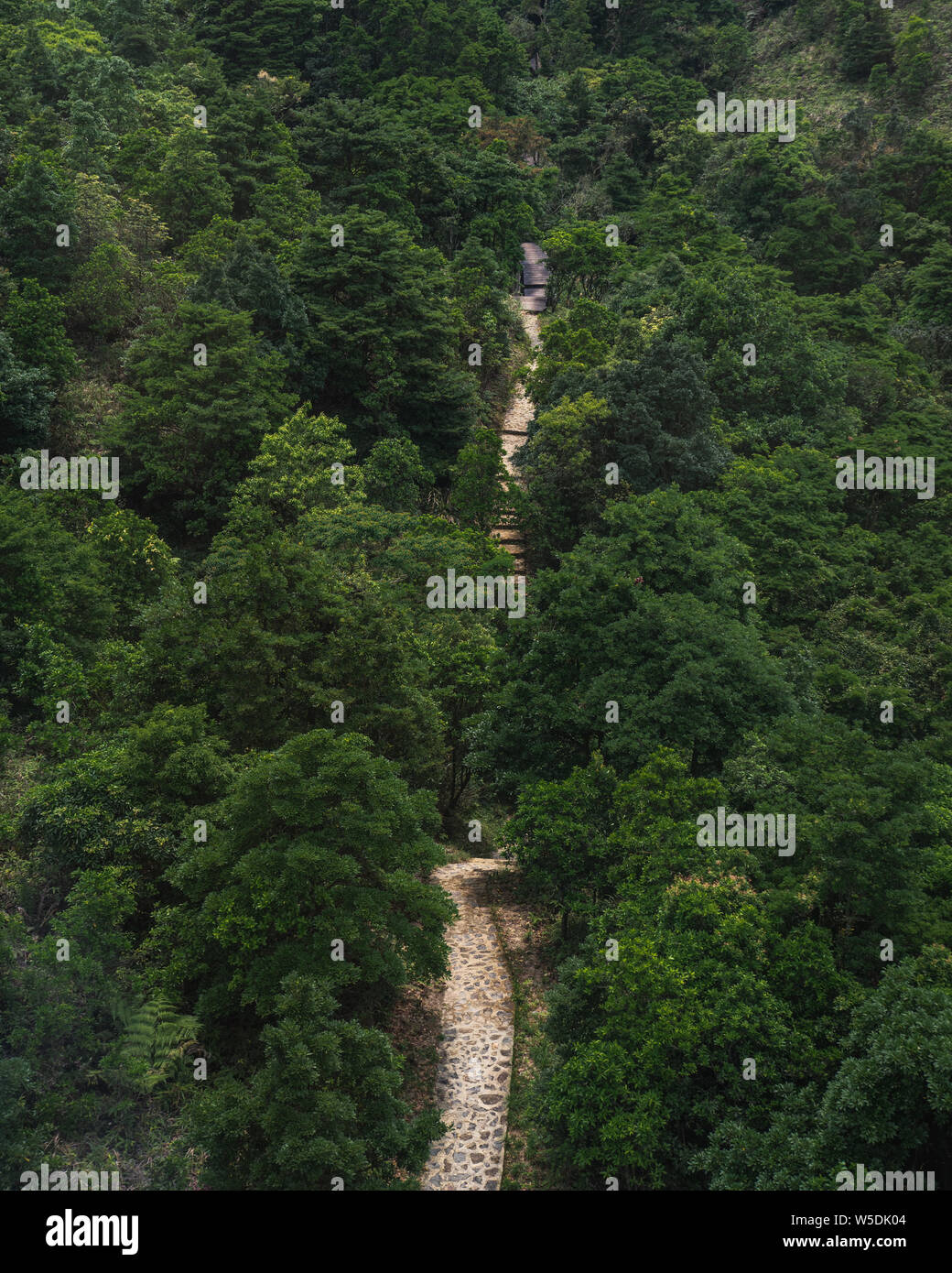 Hong kong forest hi-res stock photography and images - Alamy