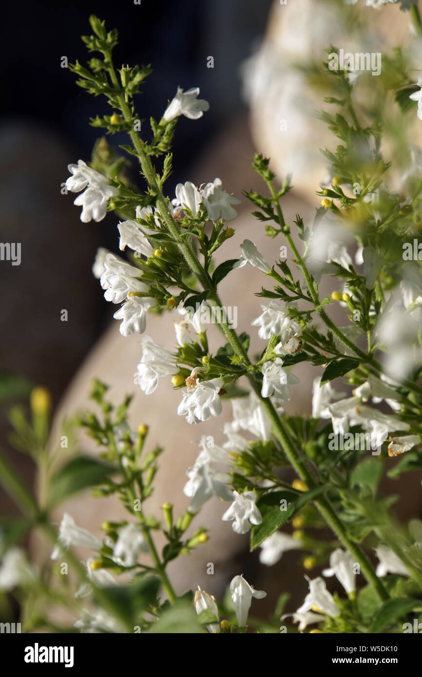Salvia officinalis alba hi-res stock photography and images - Alamy