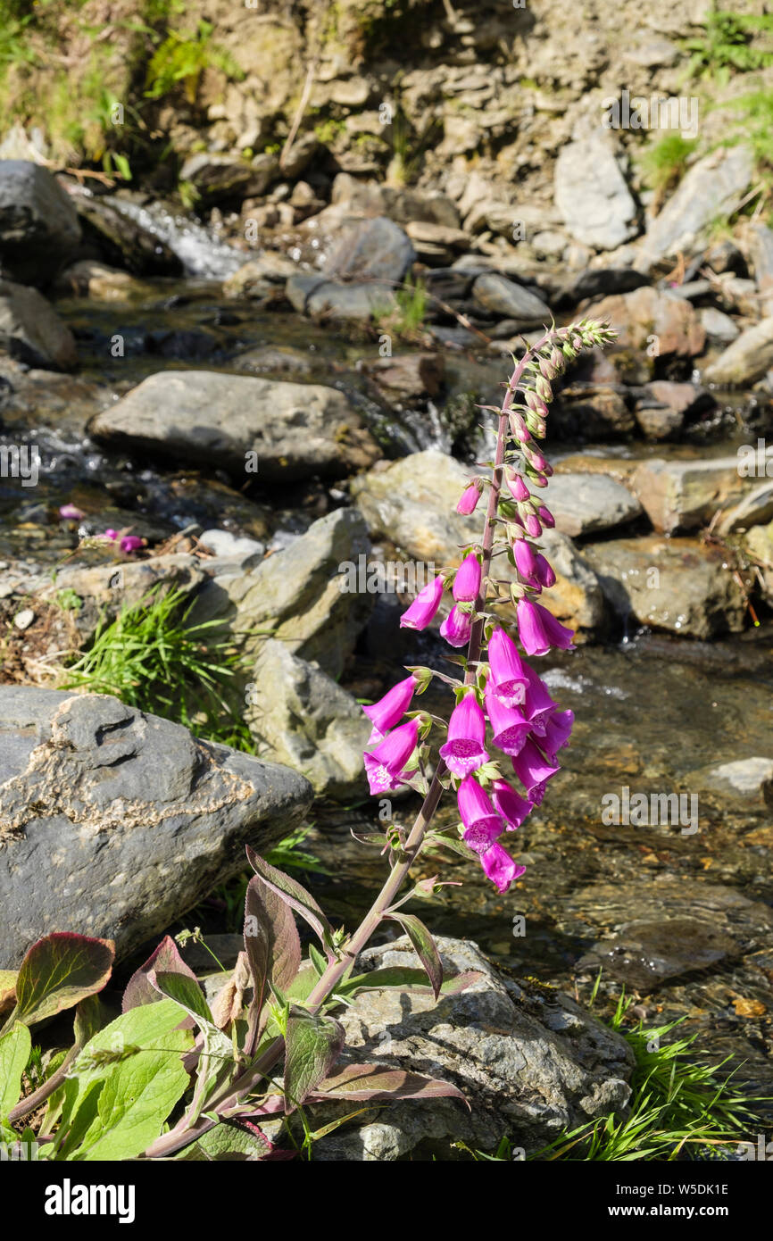 Uk purple wildflowers hi-res stock photography and images - Alamy