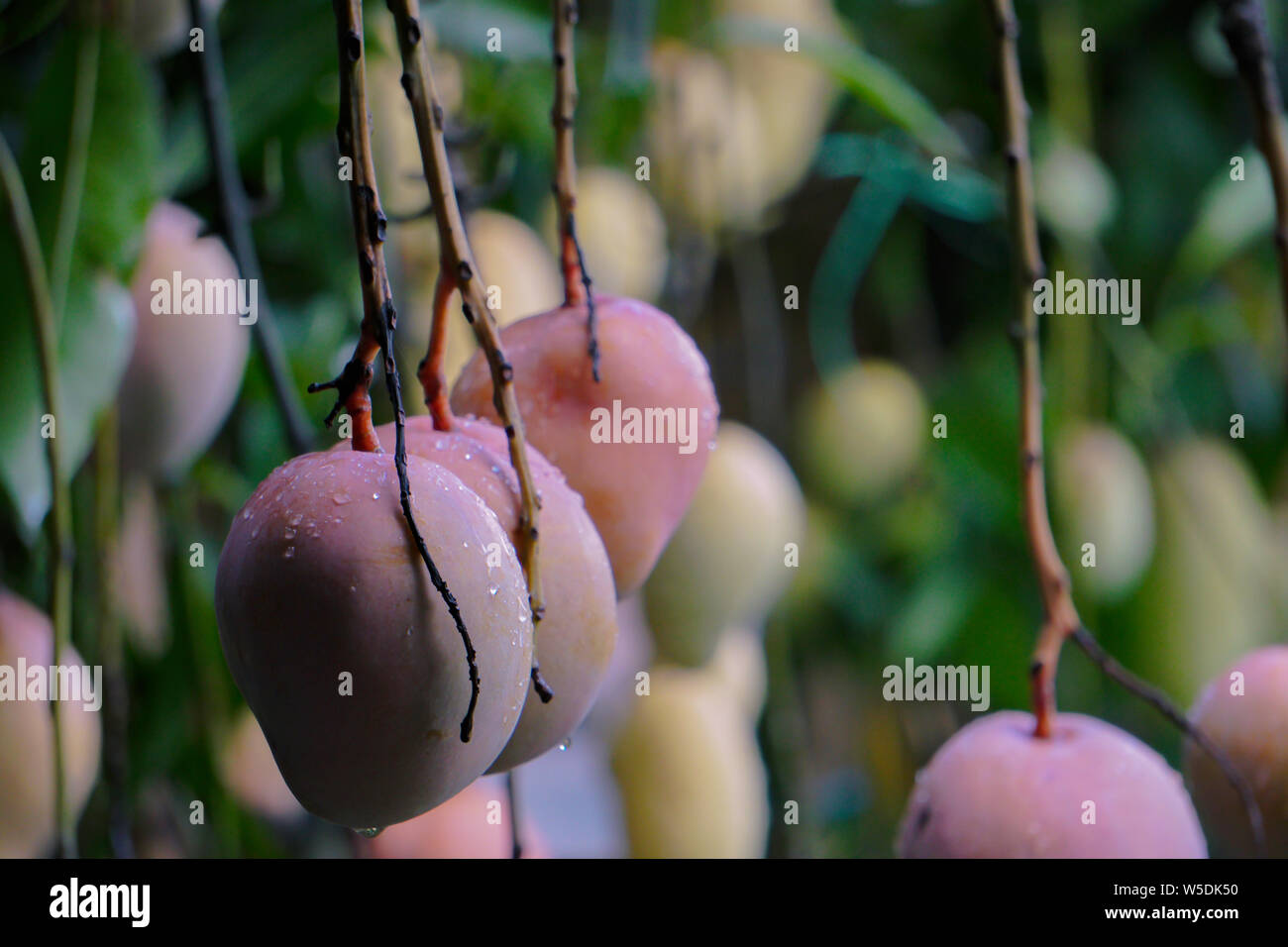Himsagar mango hi-res stock photography and images - Alamy