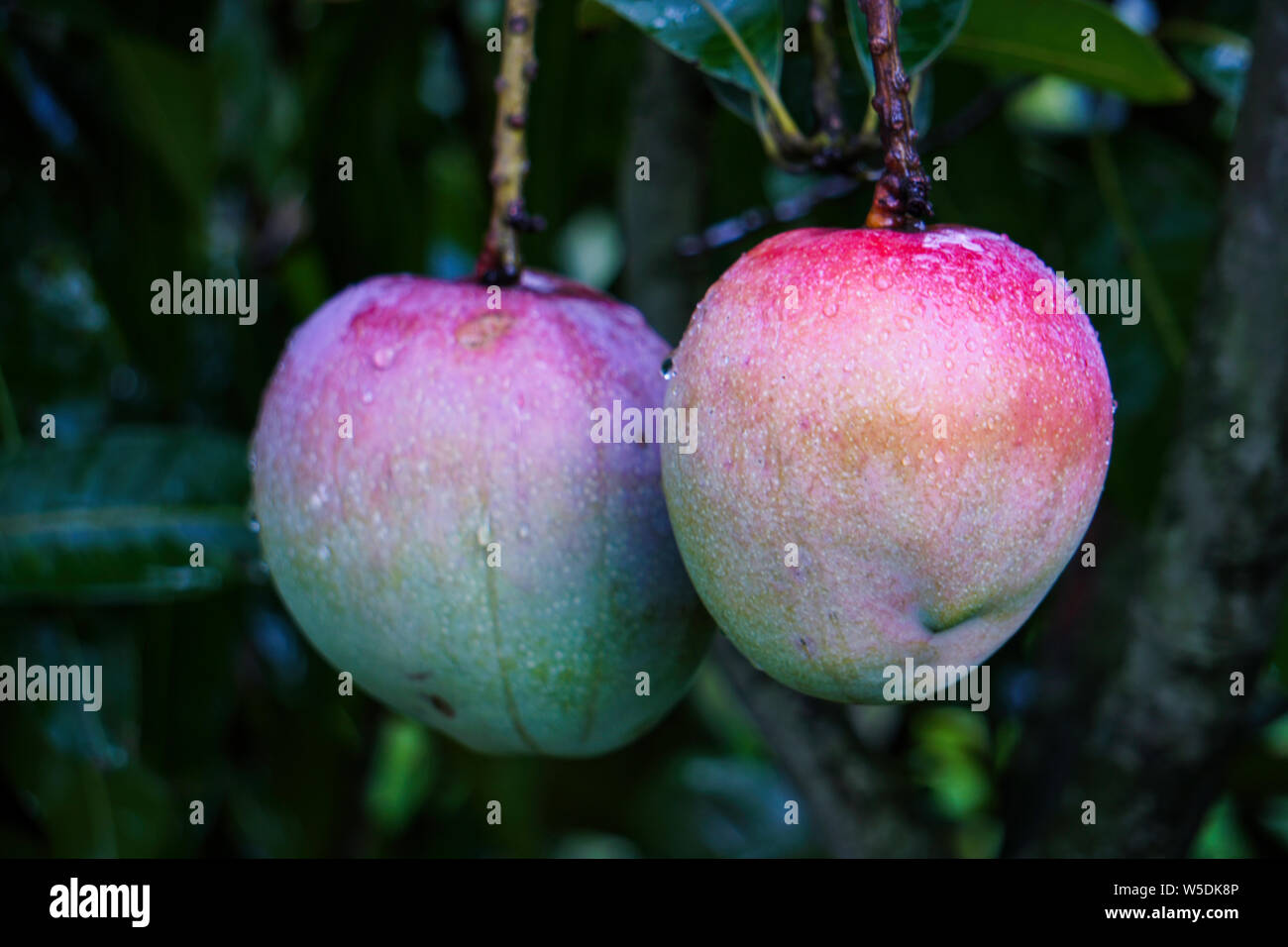 Big mango tree hi-res stock photography and images - Alamy
