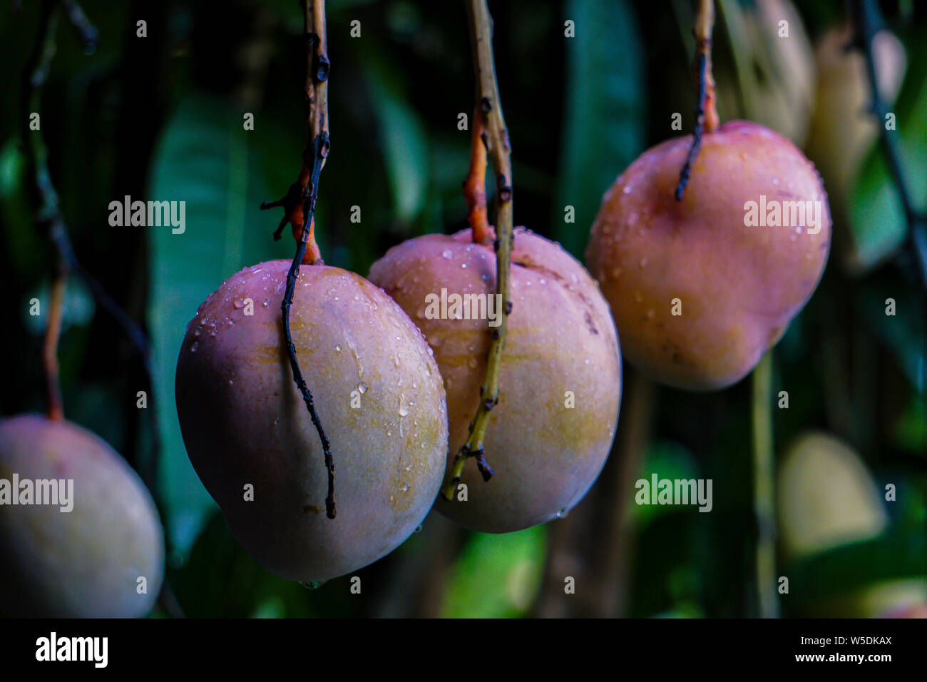 Big size HD mango image on the mango garden Stock Photo - Alamy