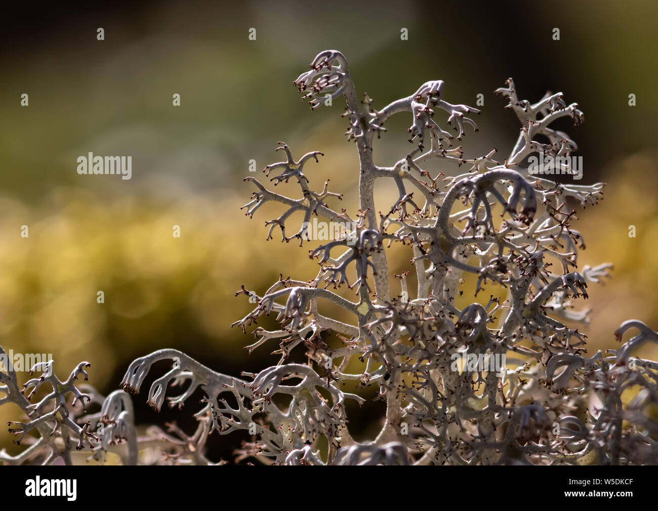 Cladonia rangiferina reindeer lichen deer moss and white caribou moss ...