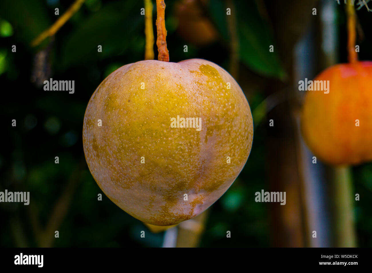 Yellow mango tree hi-res stock photography and images - Alamy