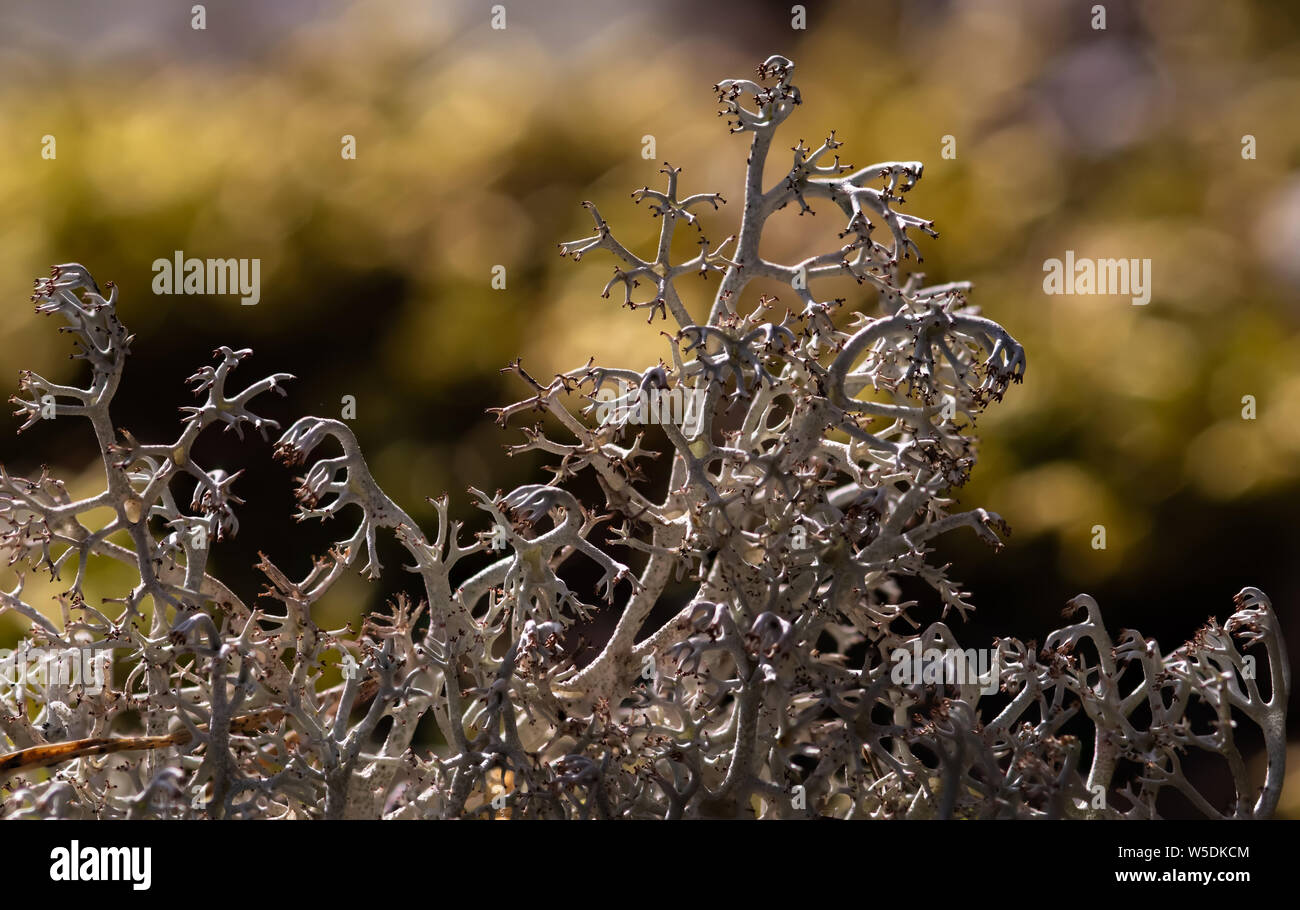 Cladonia rangiferina reindeer lichen deer moss and white caribou moss ...