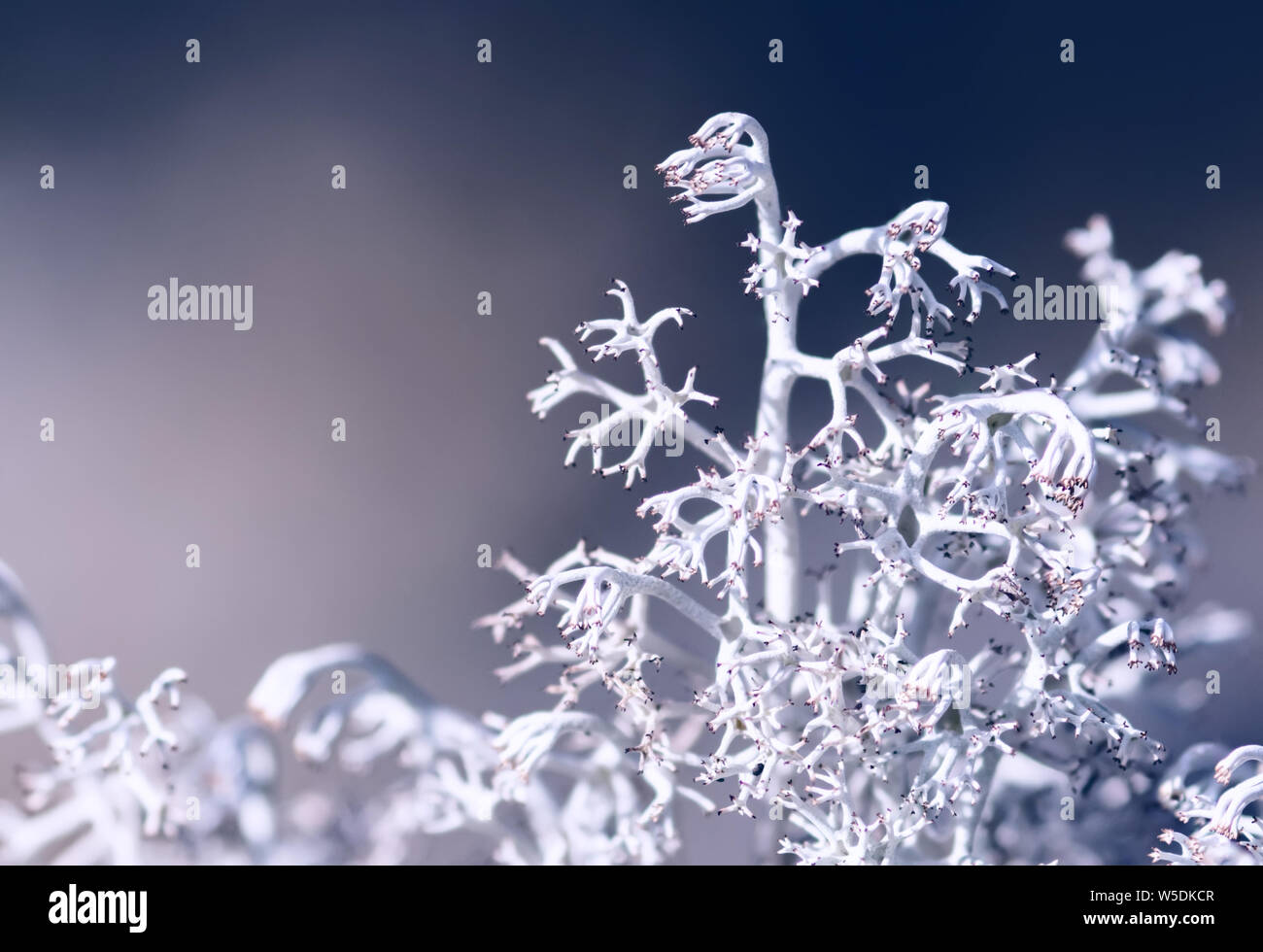 Cladonia rangiferina reindeer lichen deer moss and white caribou moss ...