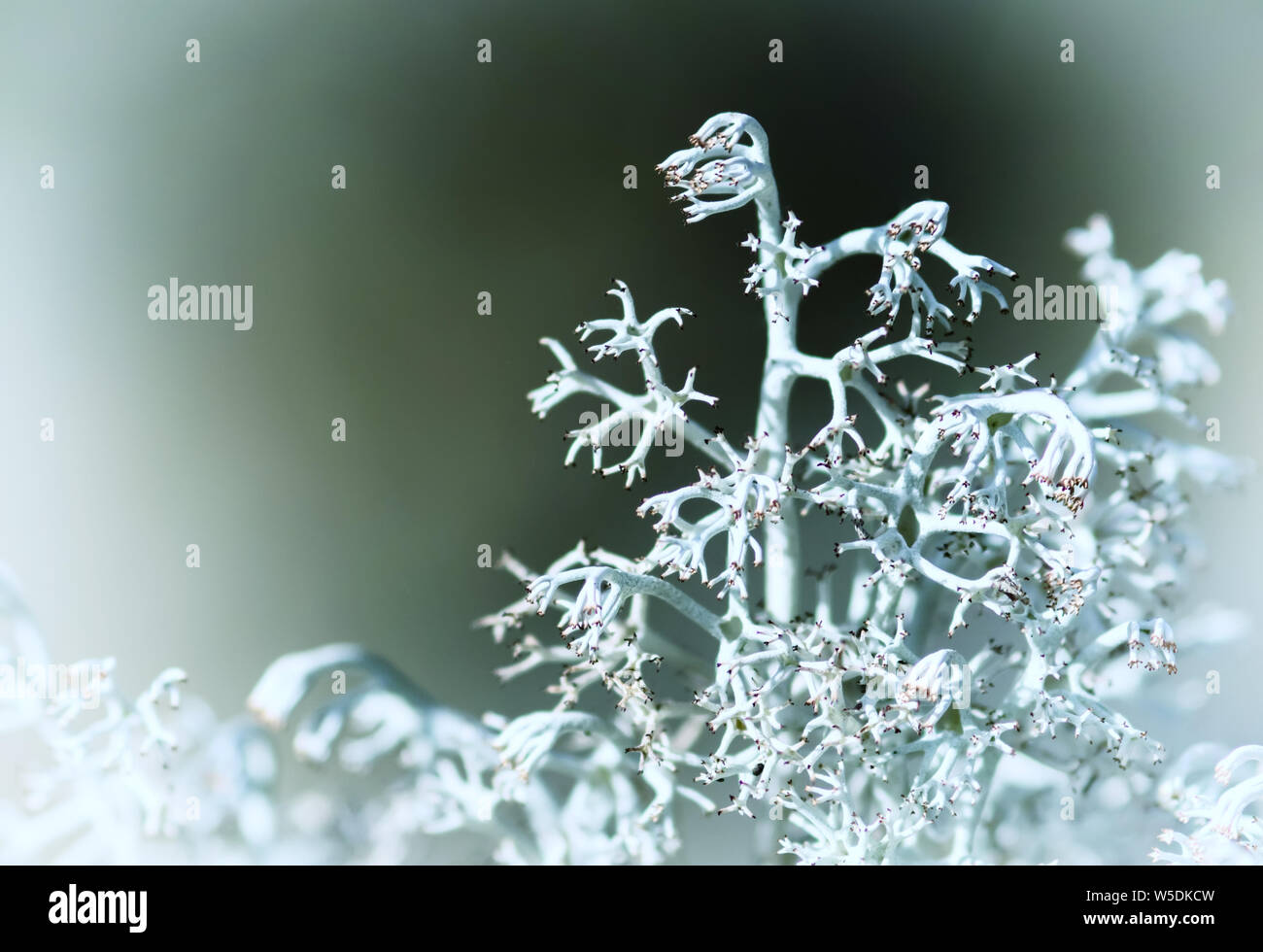 Cladonia rangiferina hi-res stock photography and images - Alamy