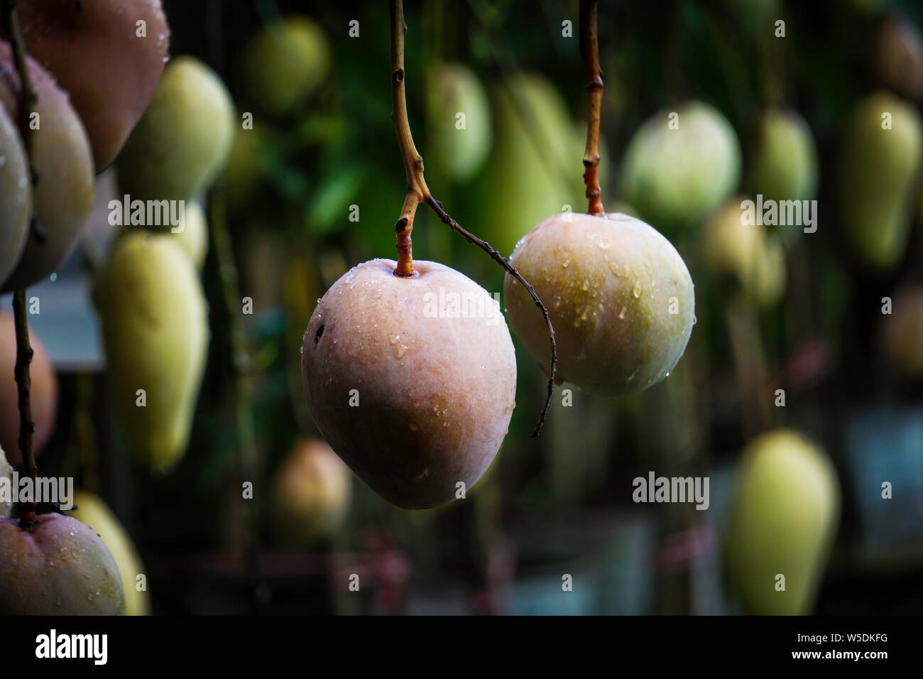 Natural image for hd hi-res stock photography and images - Alamy