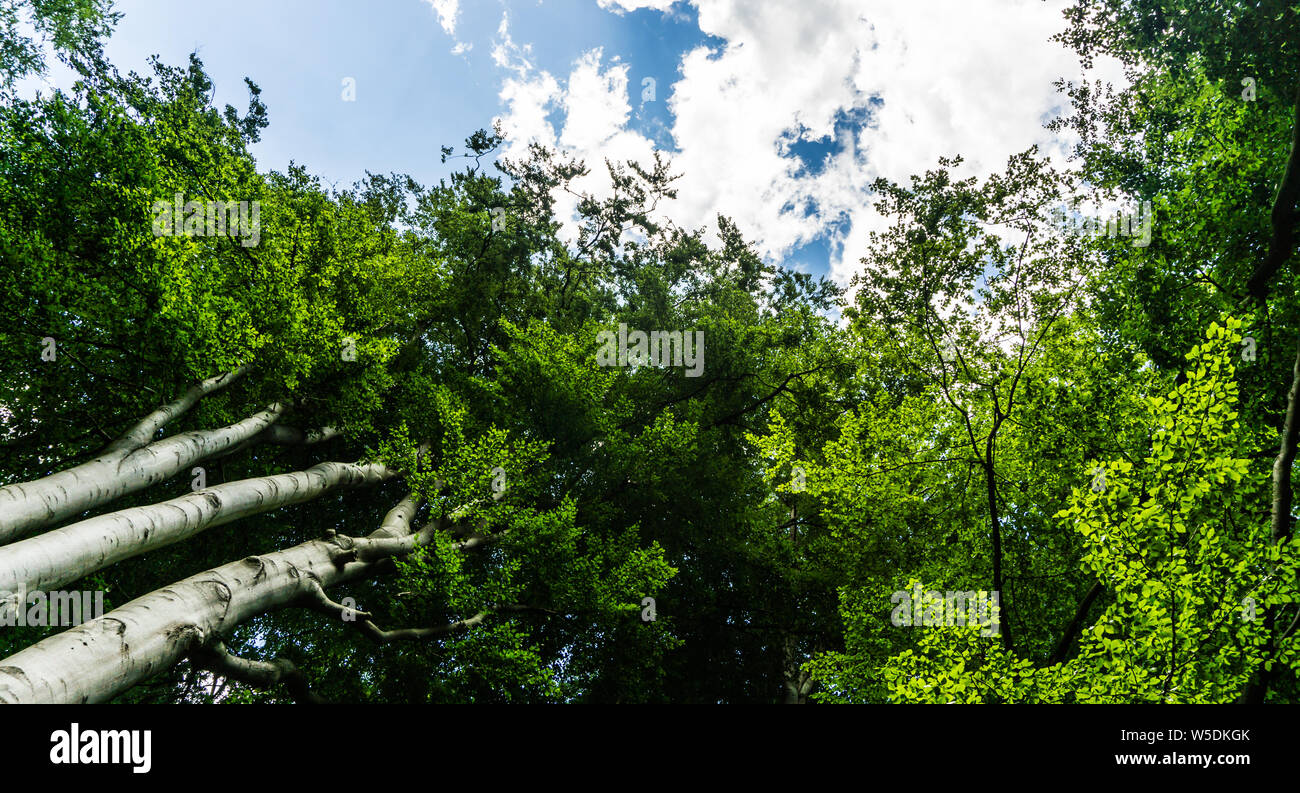 Tops of branches hi-res stock photography and images - Alamy