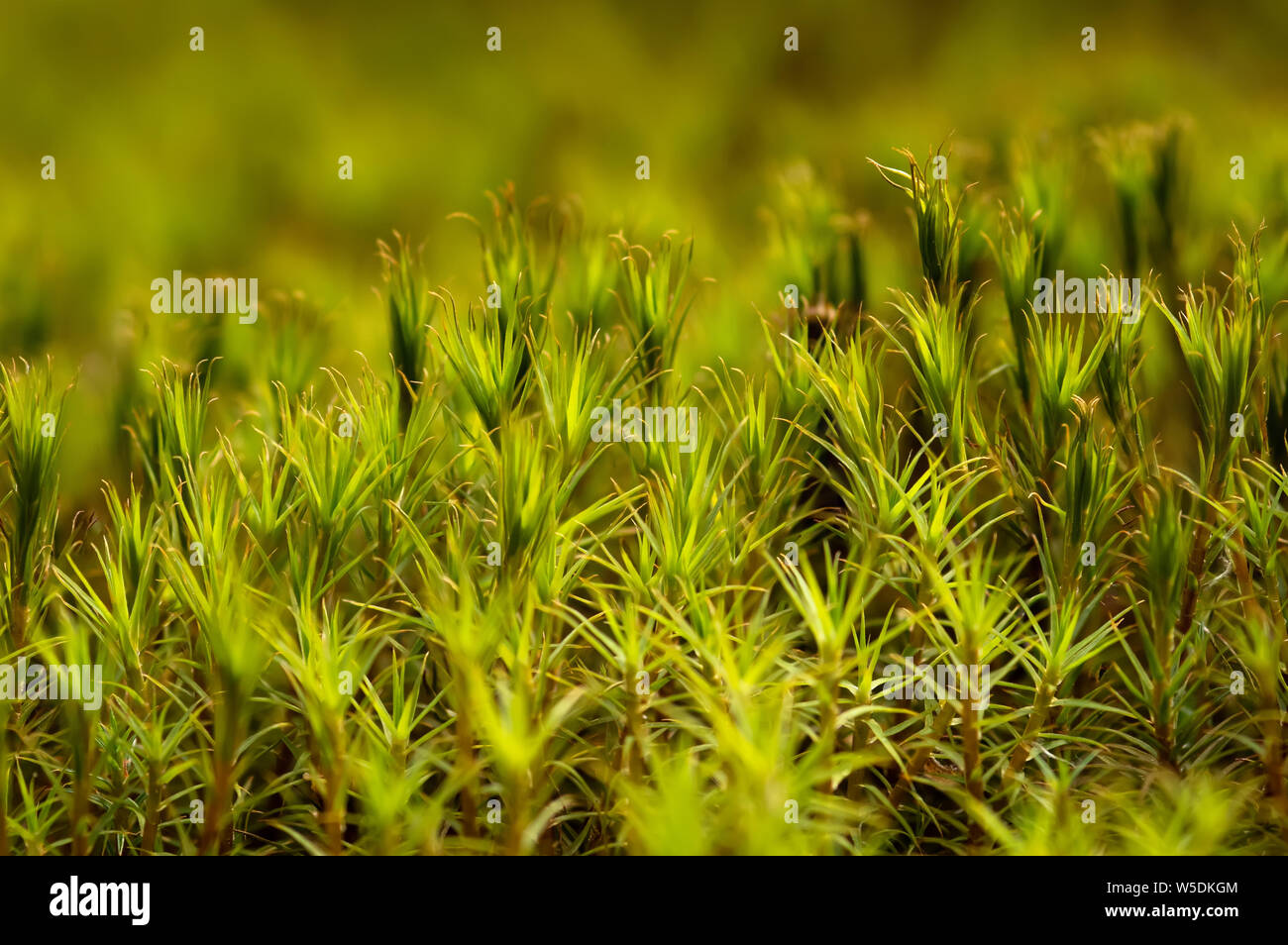 Moss like hi-res stock photography and images - Alamy