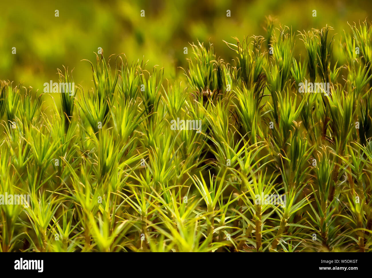 With grass like leaves hi-res stock photography and images - Alamy
