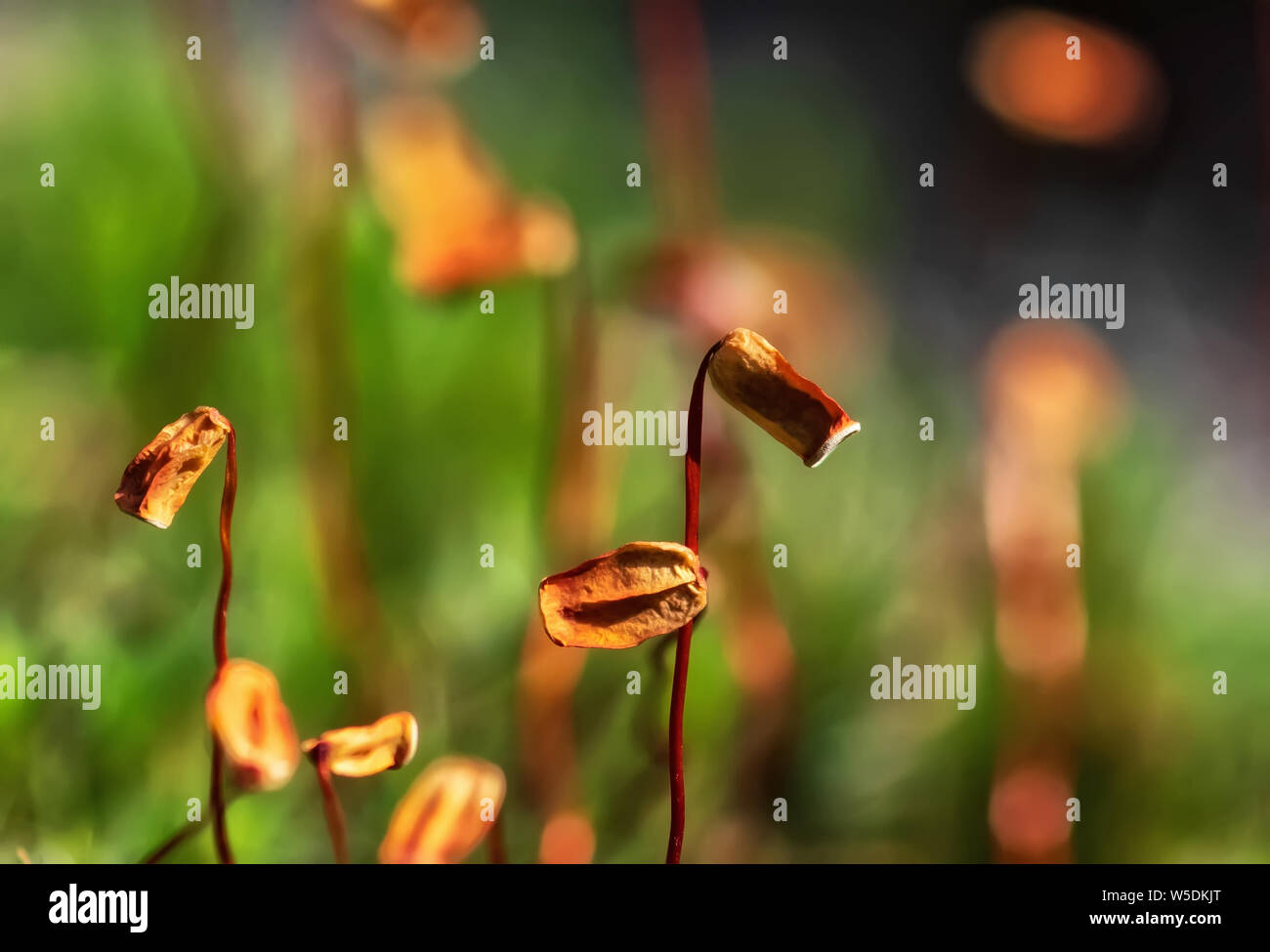 Sphagnum moss seed bags close up Stock Photo - Alamy