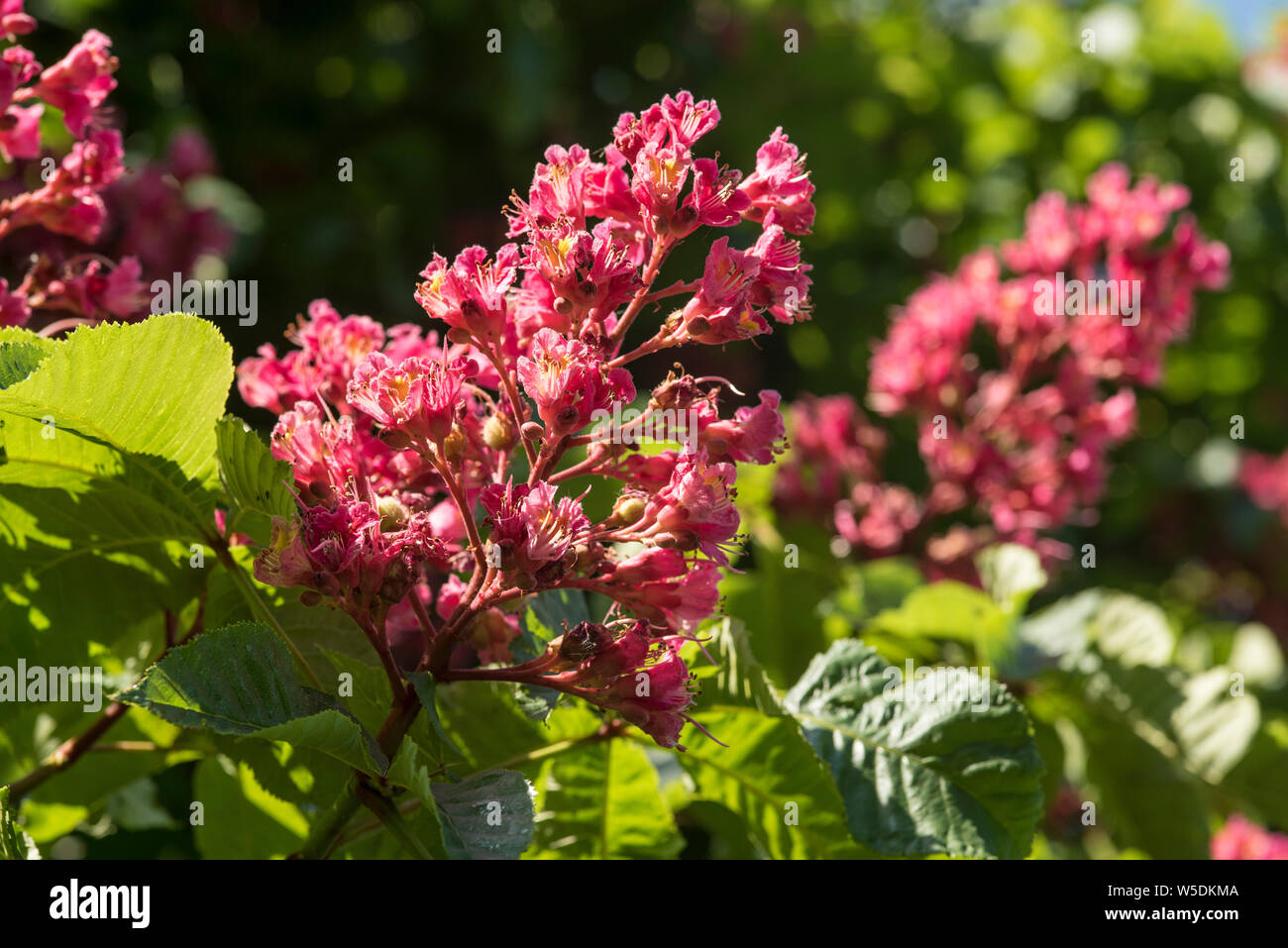 Tree red flowers serrated leaves hi-res stock photography and images ...