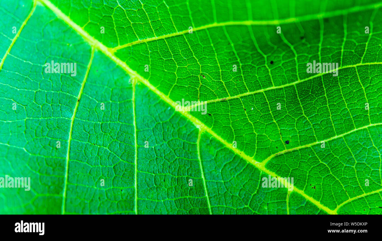Leaf vein pattern hi-res stock photography and images - Alamy