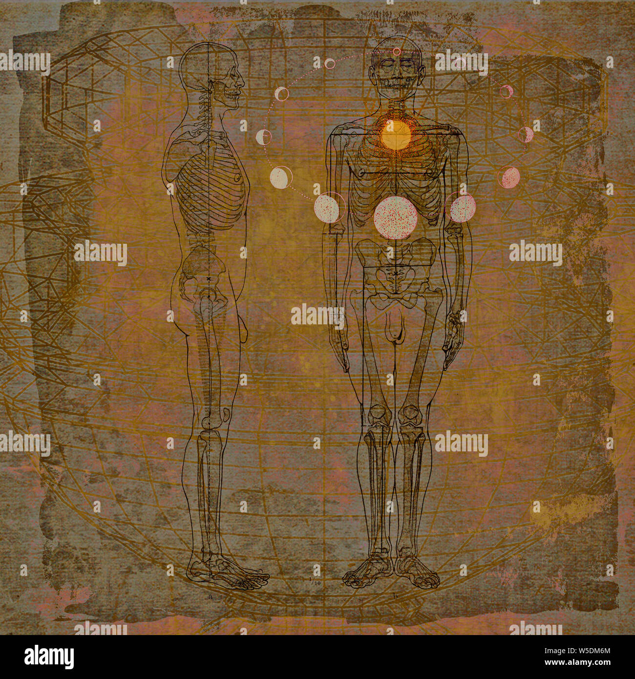 Human anatomy in alignment with lunar cycles Stock Photo - Alamy