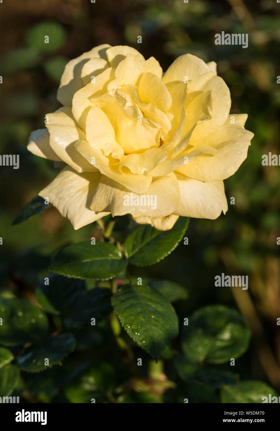 A single yellow rose Stock Photo - Alamy