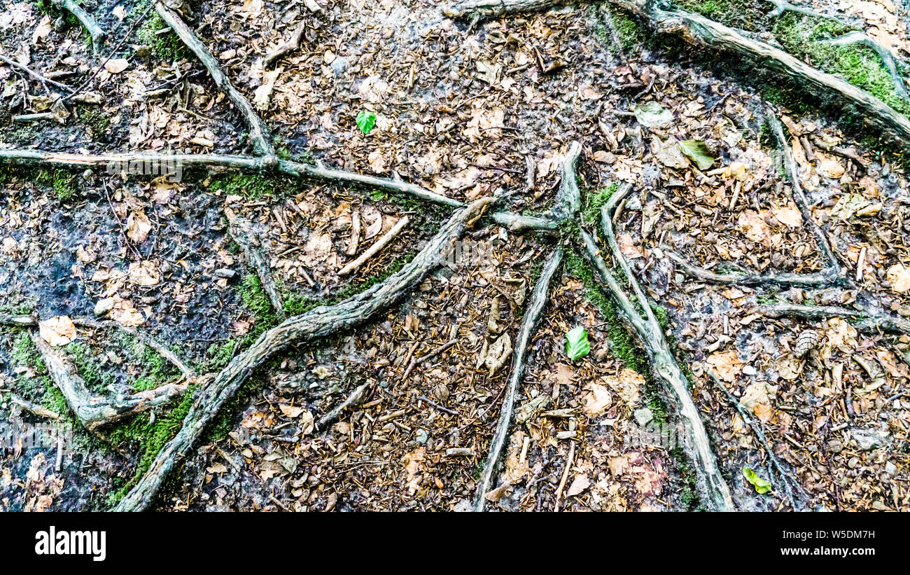 Forest root underground hi-res stock photography and images - Alamy