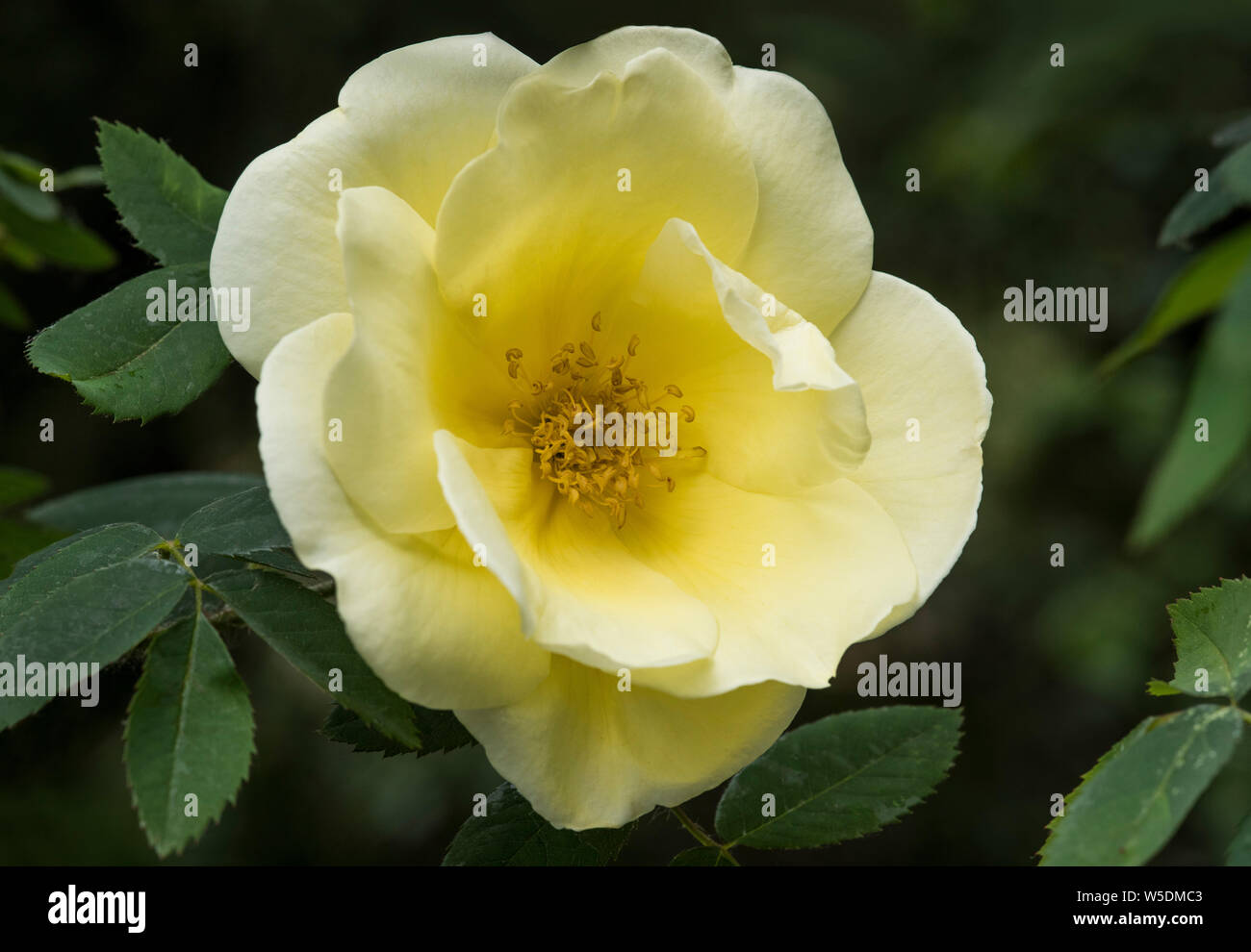 A single yellow rose Stock Photo - Alamy