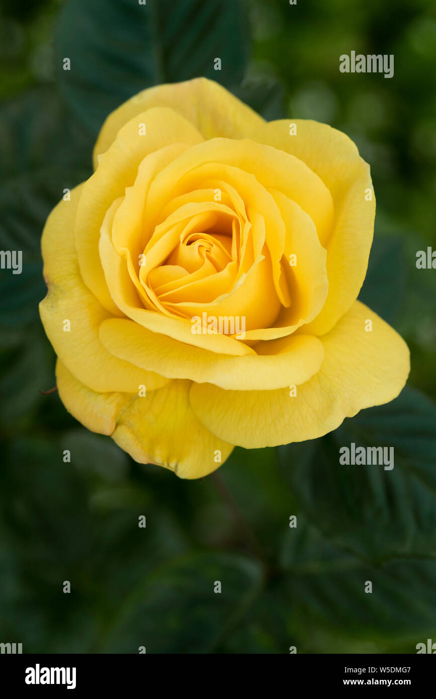 A single yellow rose Stock Photo - Alamy