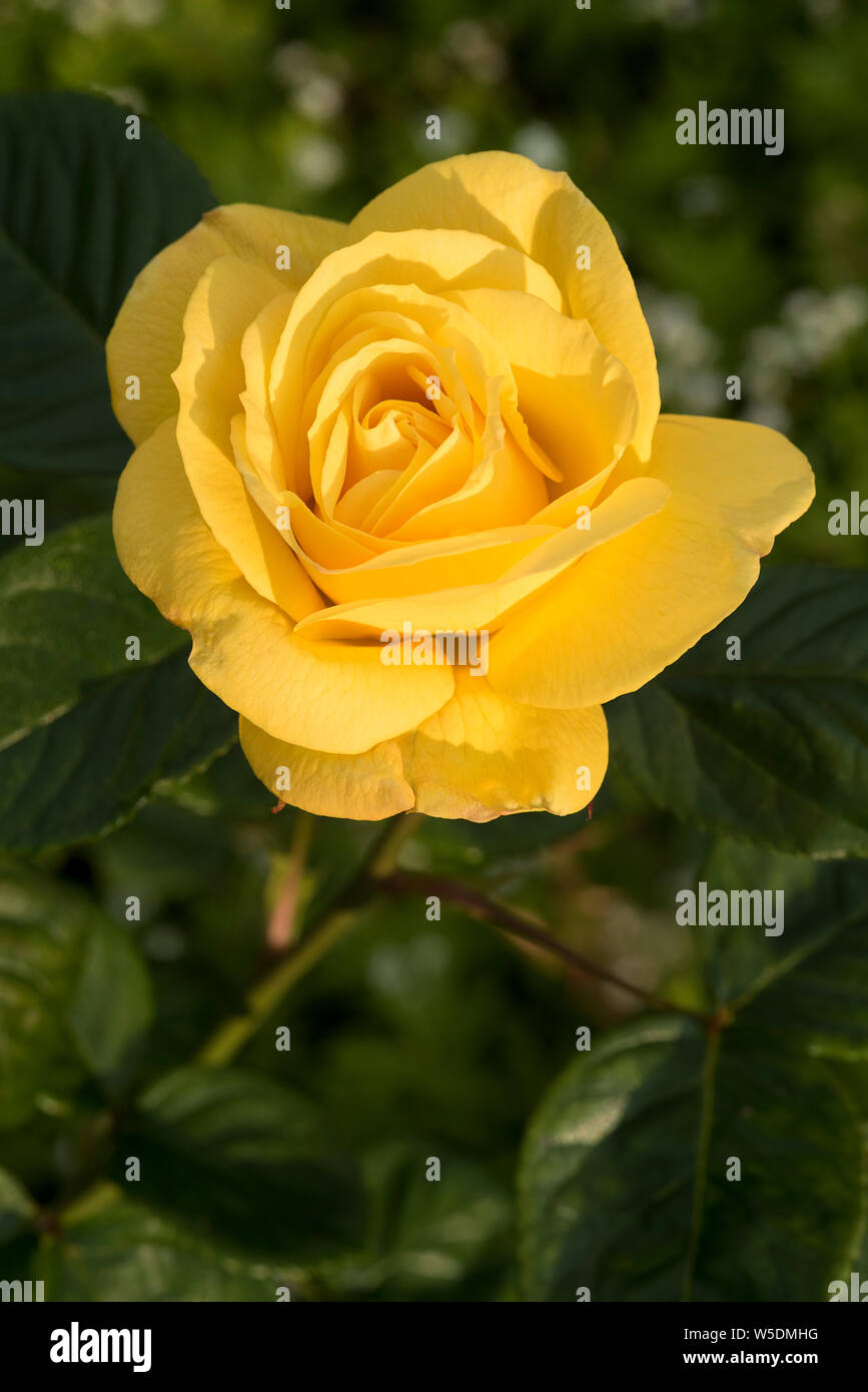 A single yellow rose Stock Photo - Alamy
