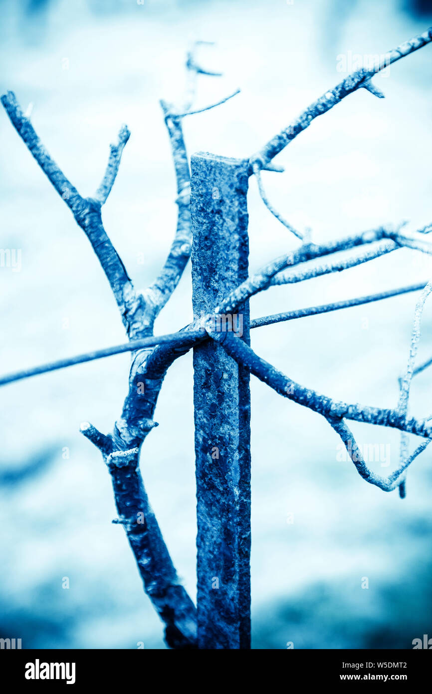 Small sapling growing nest to a rusty old wire fence near Consett ...