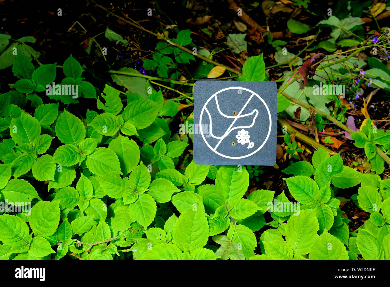 "Do not step on flowers"; image of a barefoot about to step on a flower ...