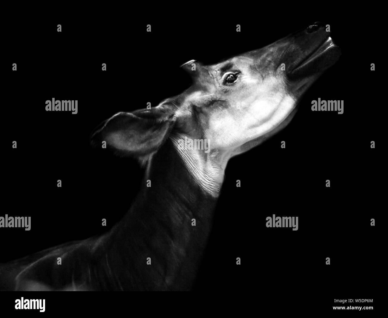 Okapi Tongue High Resolution Stock Photography and Images - Alamy