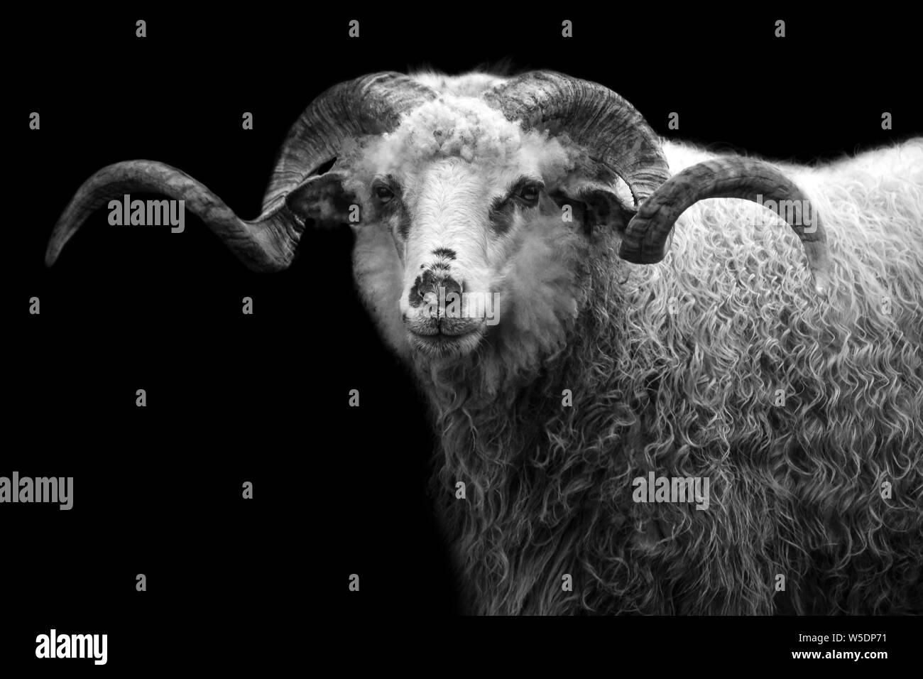 Black And White Ram High Resolution Stock Photography and Images - Alamy