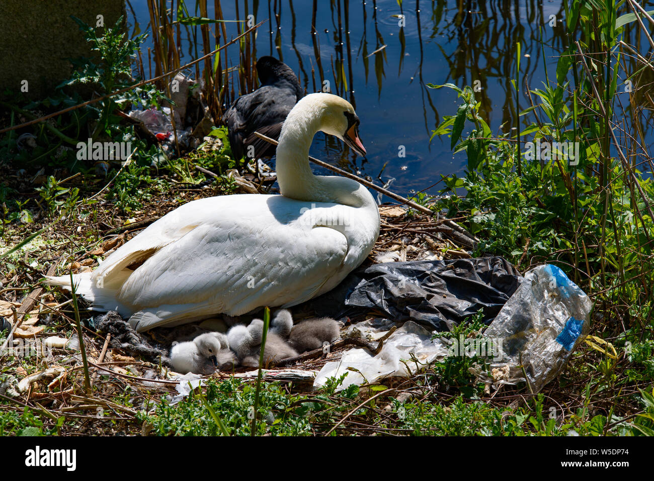 Plastic pollution: A swan and its babies with nest of garbage by the ...