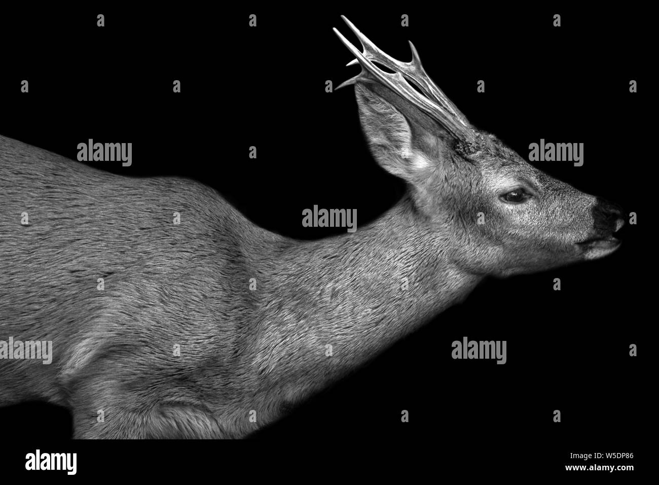 Deer Antlers Black And White High Resolution Stock Photography and ...