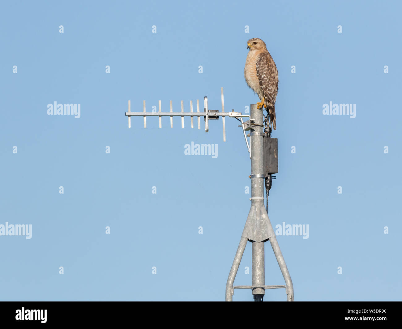 Sits on wires hi-res stock photography and images - Alamy