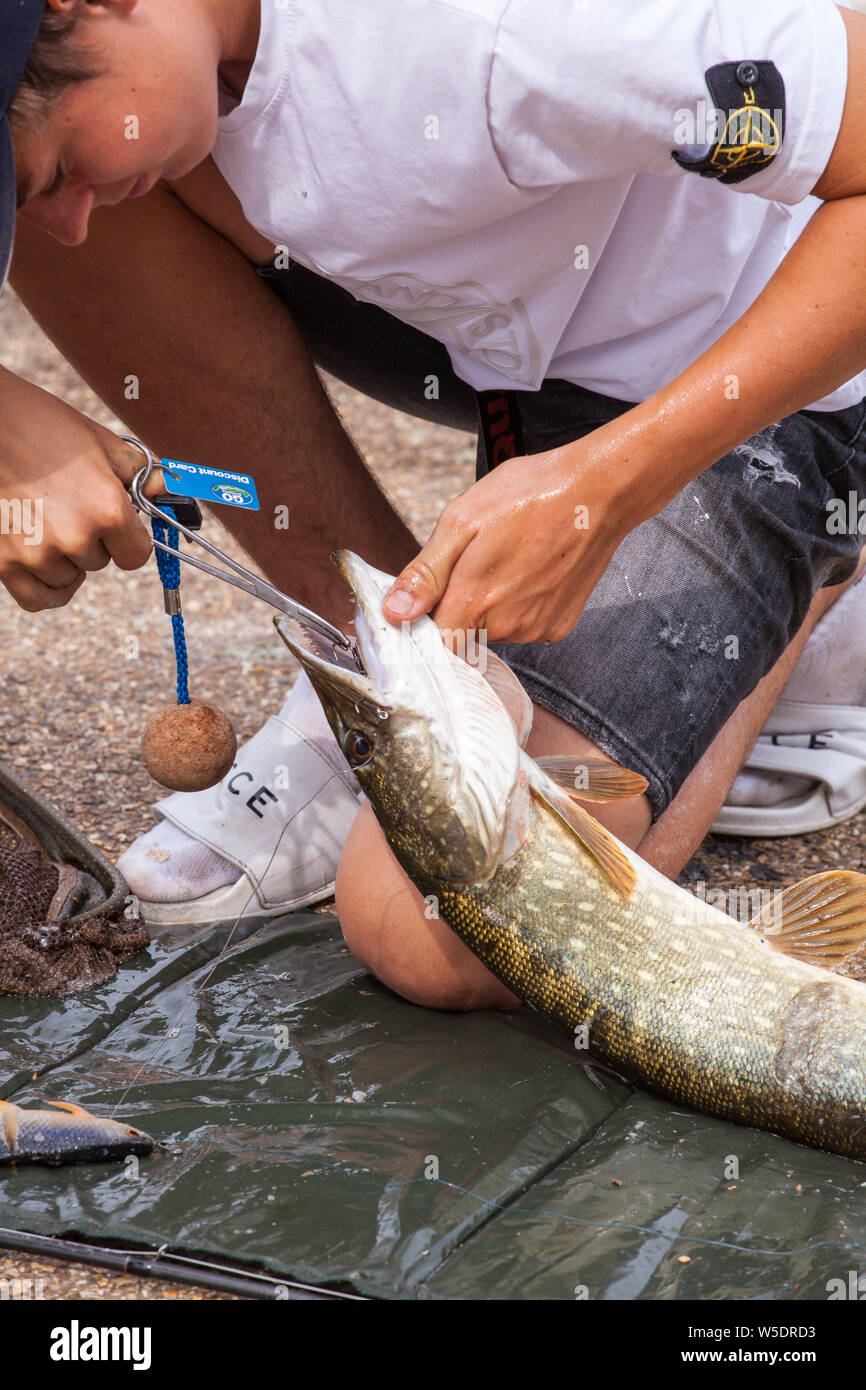 Man taking the hook out of recently caught pike from the river Avon in ...