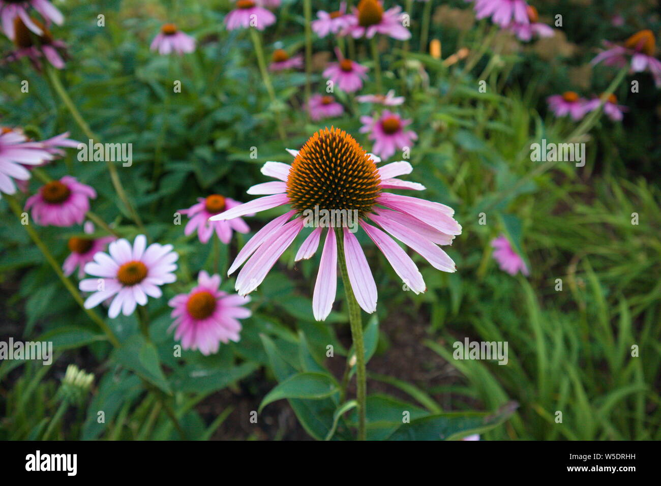 Pink Coneflowers in a Flower Bed Stock Photo - Alamy