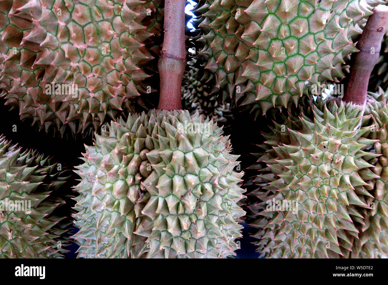 Durian for sale, Or Tor Kor Market, Bangkok, Thailand Stock Photo - Alamy