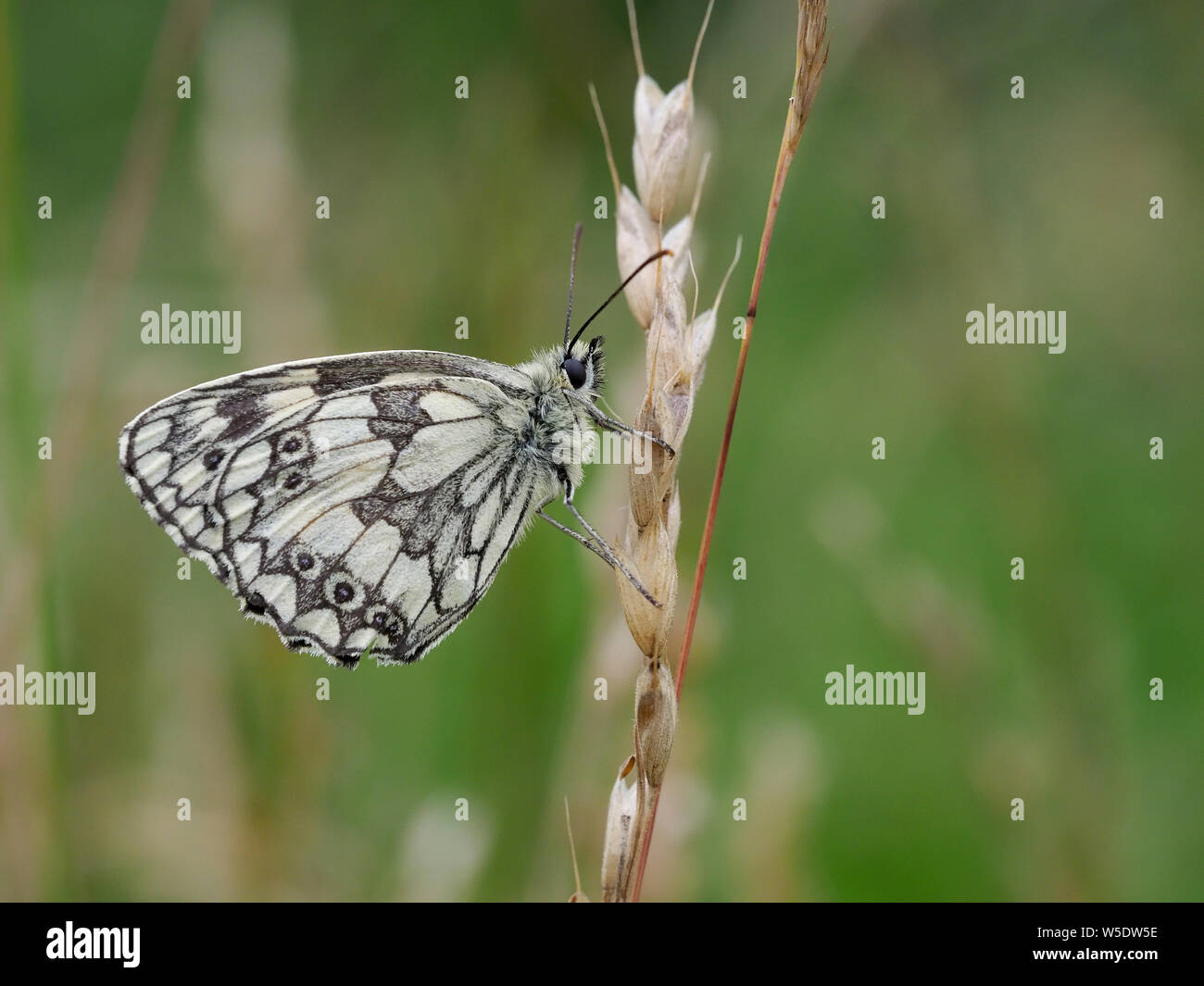 Single insect hi-res stock photography and images - Alamy