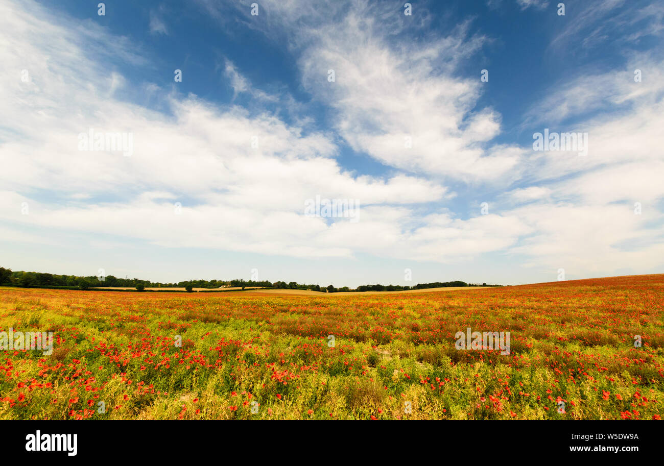 Cambridge forest green hi-res stock photography and images - Alamy