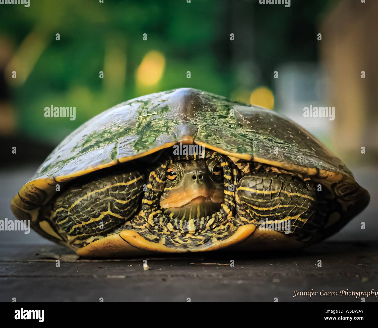 Explore turtle hi-res stock photography and images - Alamy
