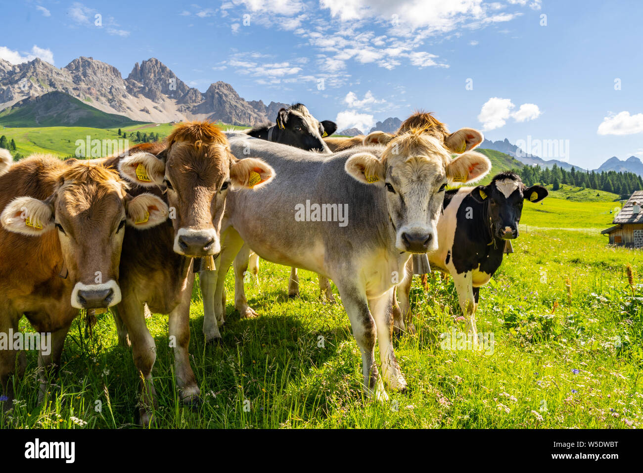 Idyllic landscape with herd of cow on pasture Stock Photo - Alamy