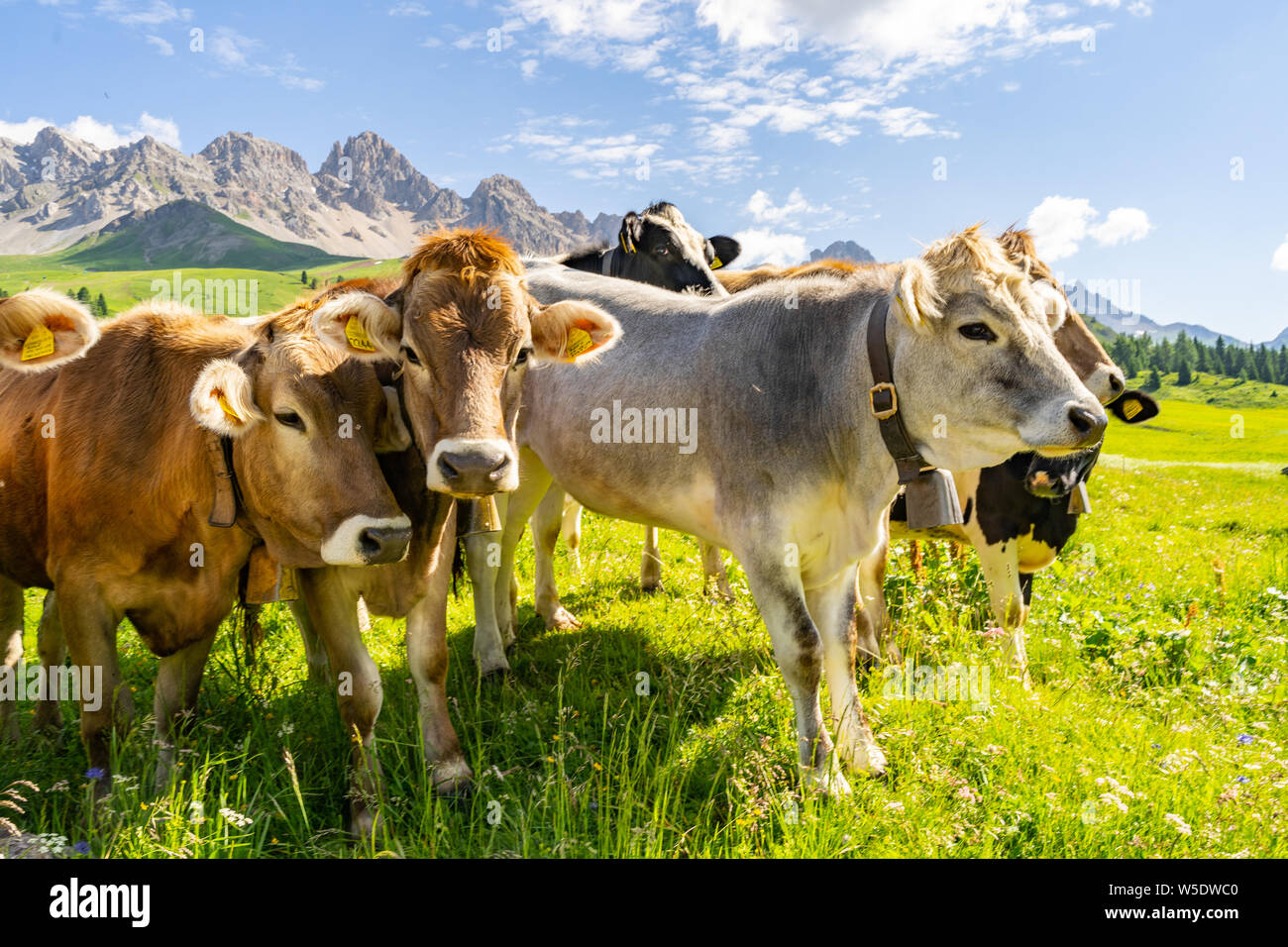 Beautiful nature with livestock on green pasture Stock Photo - Alamy