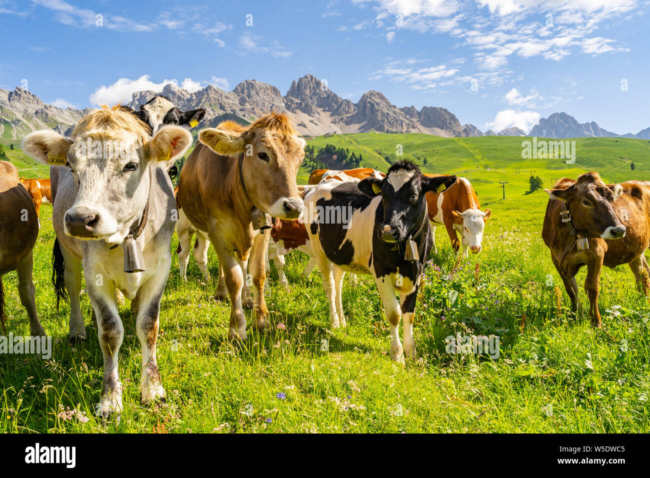 Scenery landscape with cow on green field Stock Photo - Alamy