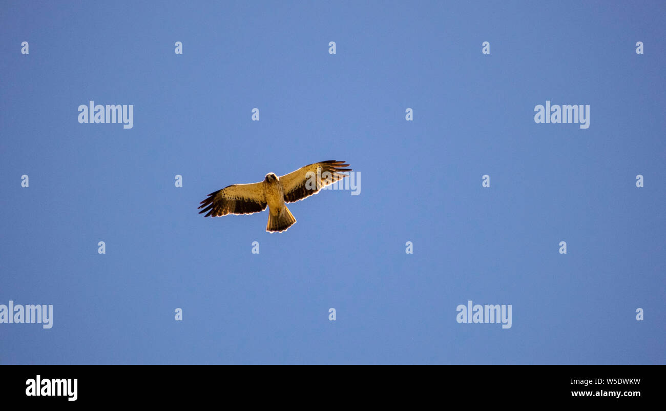 Booted eagle flight hi-res stock photography and images - Alamy