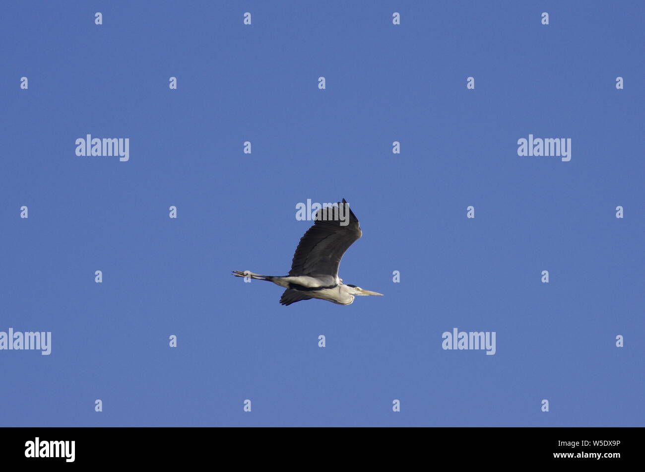 heron in flight Stock Photo - Alamy