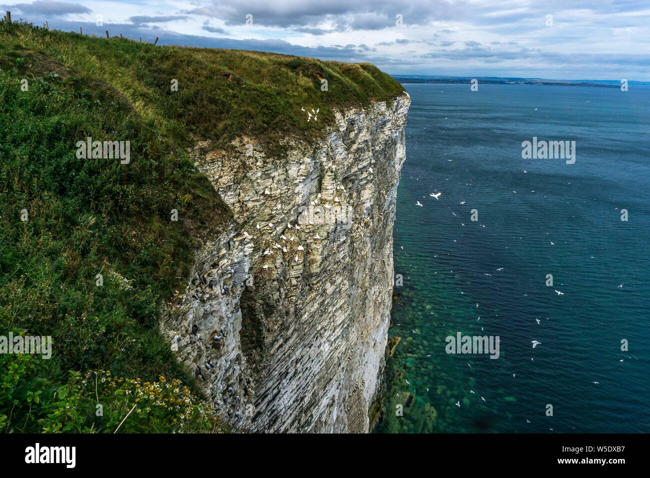 RSPB Bempton Cliffs Seabird Centre, East Yorkshire, England, UK Stock ...