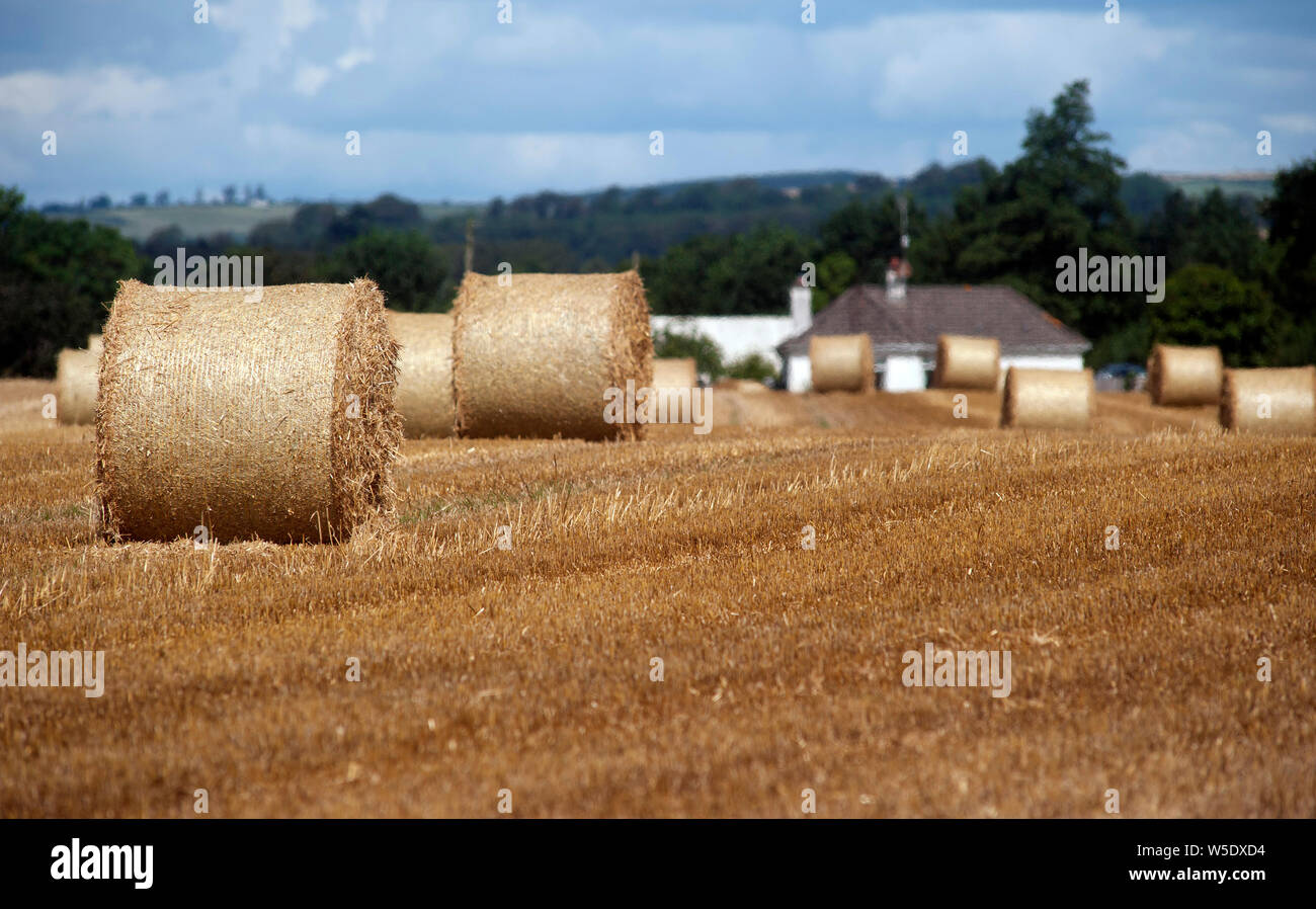 Round straw bales in the field, Bunclody, Wexford, Ireland, Europe ...