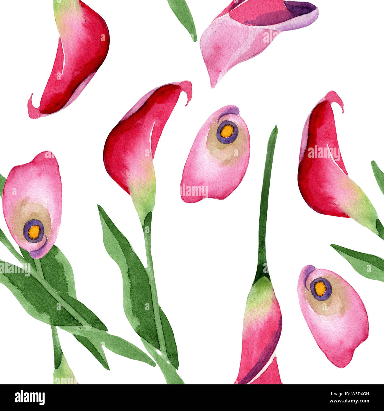 Pink calla floral botanical flower. Watercolor background illustration ...