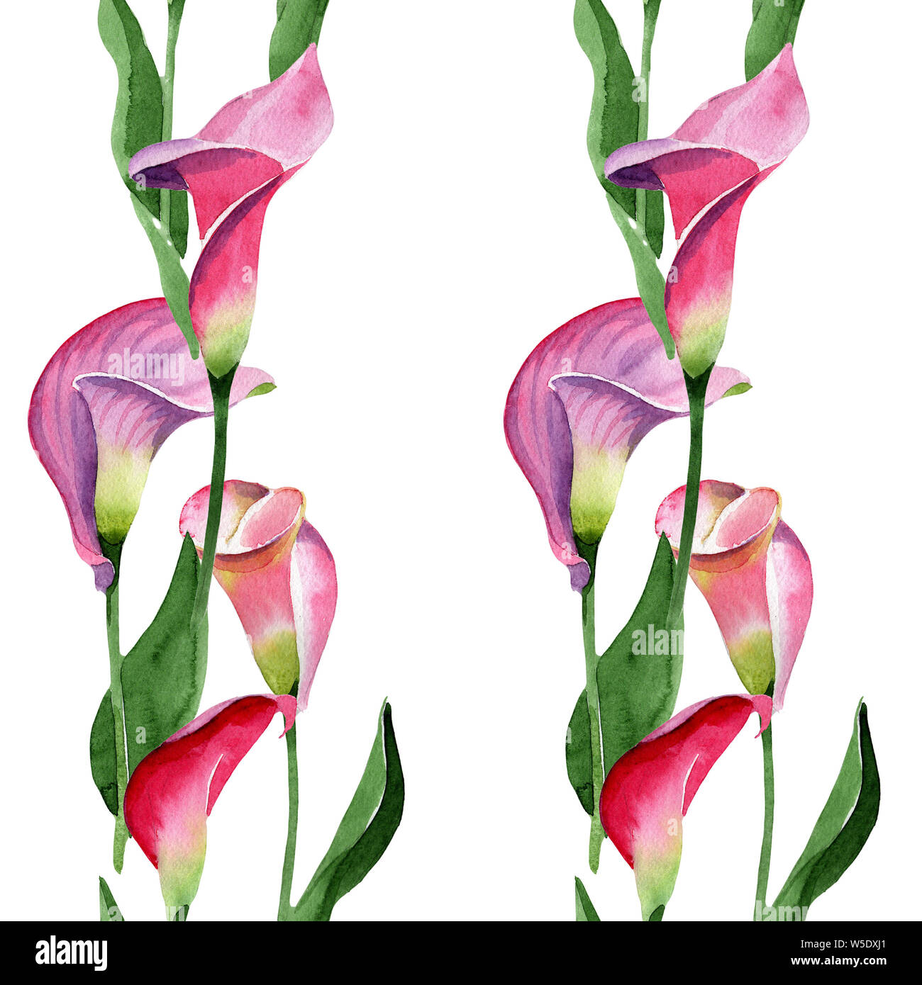 Pink calla floral botanical flower. Watercolor background illustration ...