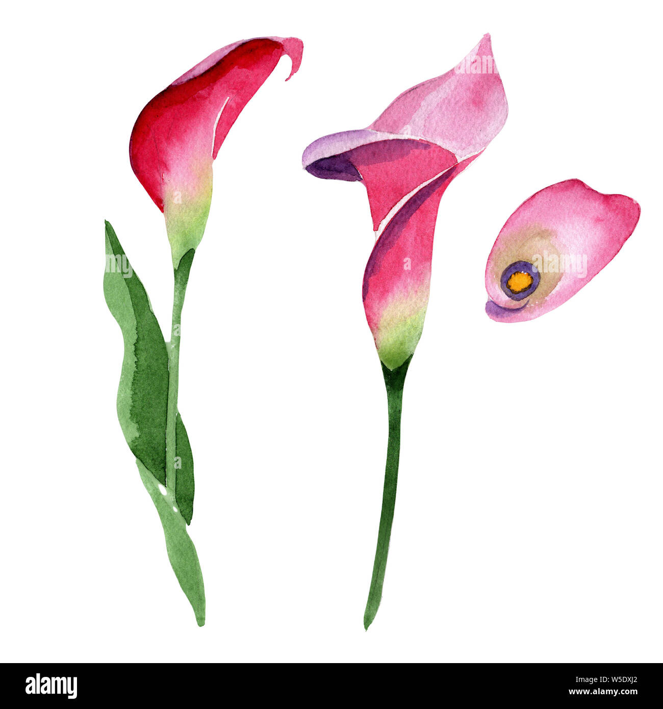 Pink calla floral botanical flower. Watercolor background illustration ...