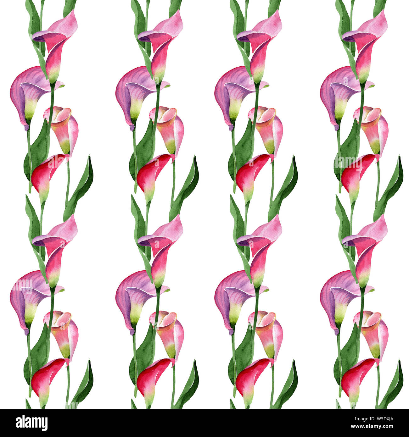 Pink calla floral botanical flower. Watercolor background illustration ...